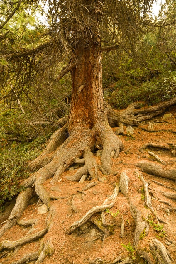 Giant Tree with a Large Root Structure Stock Image - Image of huge ...