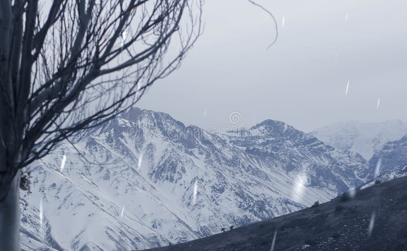 Giant Tree on the Left and the Snow-covered Andes Mountain Range in the ...