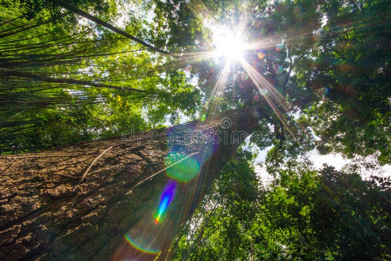 Giant Tree with Light Flare Stock Image - Image of shrine, park: 77064723