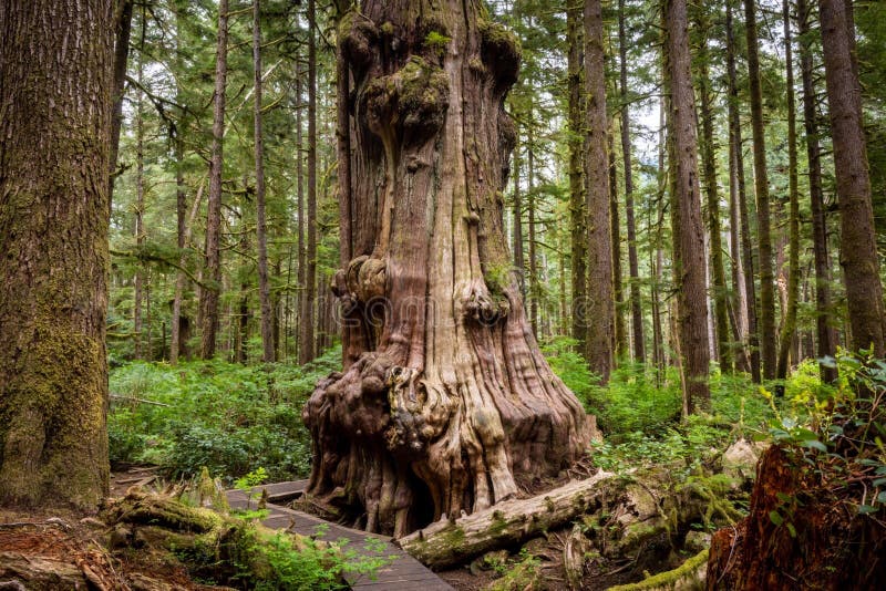 Giant Tree in Lower Avatar Grove Stock Photo - Image of tree, park ...