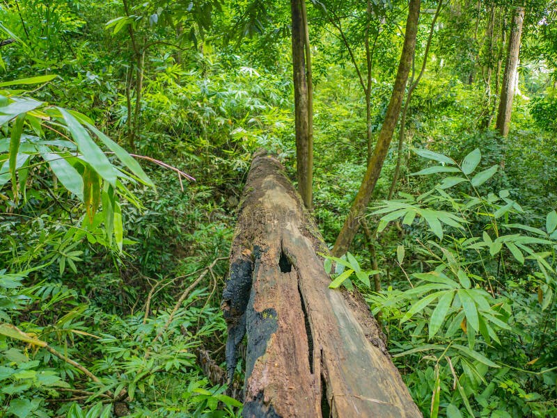 Giant Tree Lumber in the Natural Stock Photo - Image of rural, forest ...