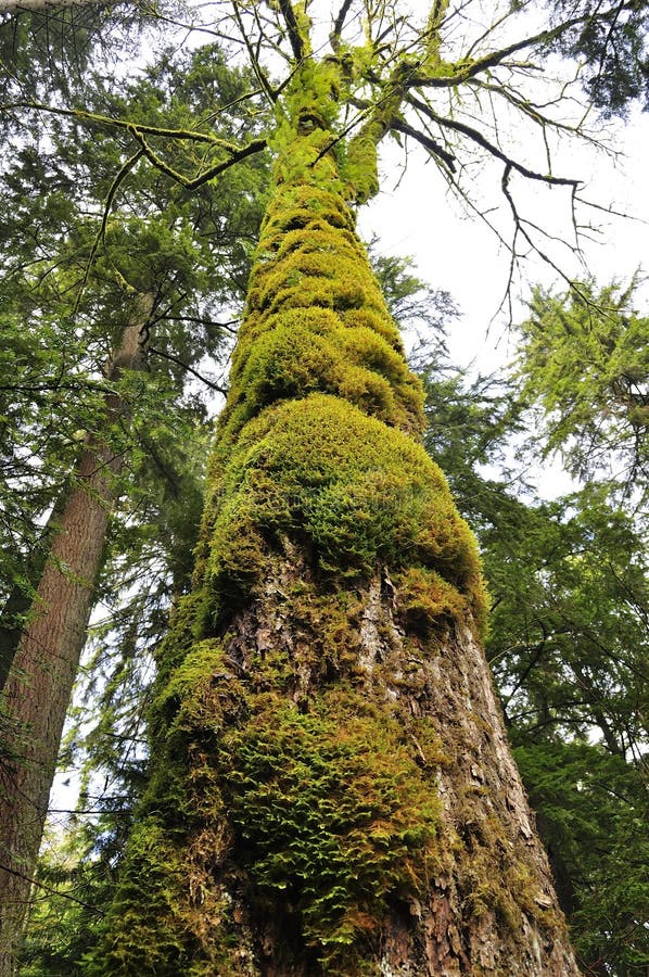 Giant Tree with Moss Growing on the Trunk Stock Image - Image of ...