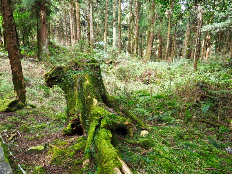 Giant Tree Plank Trail stock image. Image of environment - 145684533