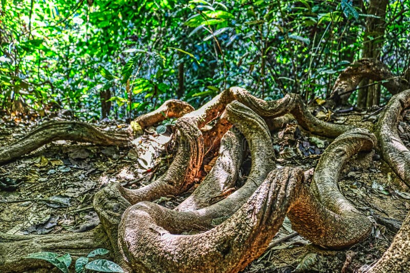 495 Giant Waterfall Jungle Stock Photos - Free & Royalty-Free Stock ...