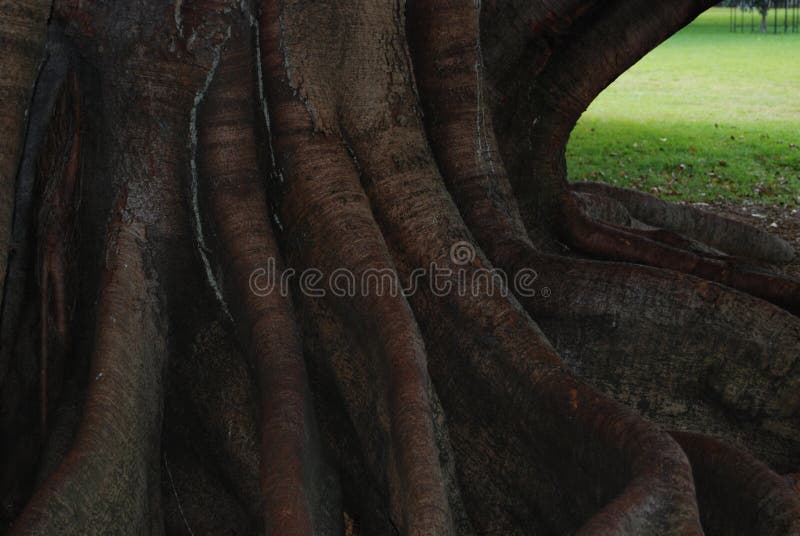 Giant tree roots stock image. Image of environment, roots - 78381997