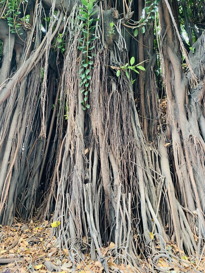 Giant Roots stock image. Image of pacific, plant, large - 37096893