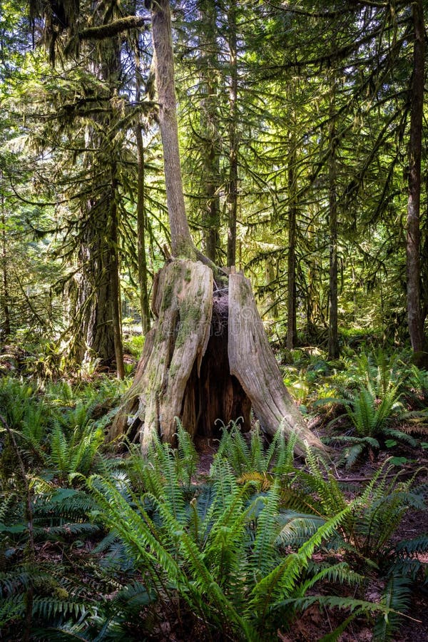 Giant Tree Stump in Cathedral Grove Stock Image - Image of hike ...