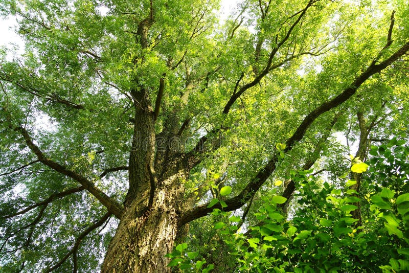 Giant Tree stock image. Image of beautiful, branch, city - 56452125