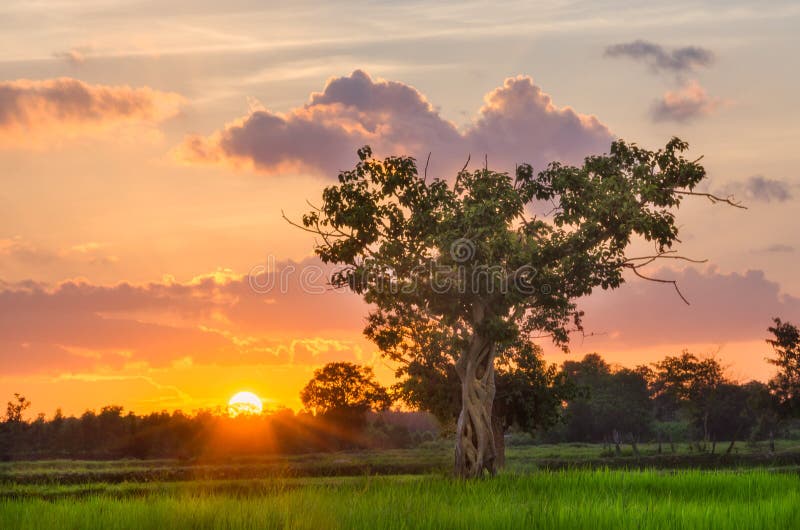 Giant Tree and Sun stock image. Image of beautiful, solitary - 82868519