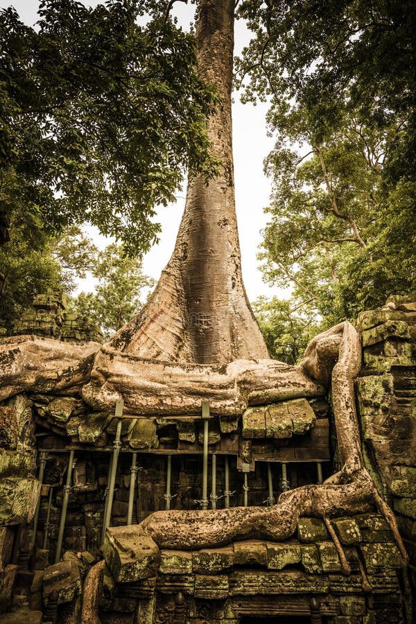 Giant Tree in Ta Prohm Temple Stock Photo - Image of angkor, siem ...