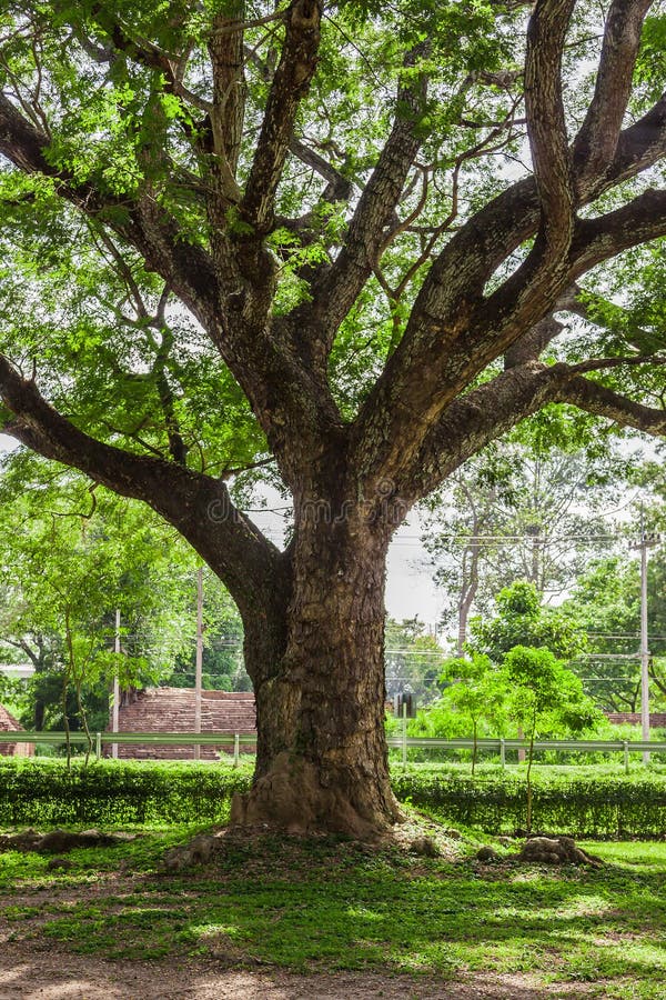 Giant Tree stock photo. Image of largest, asia, leave - 62341668