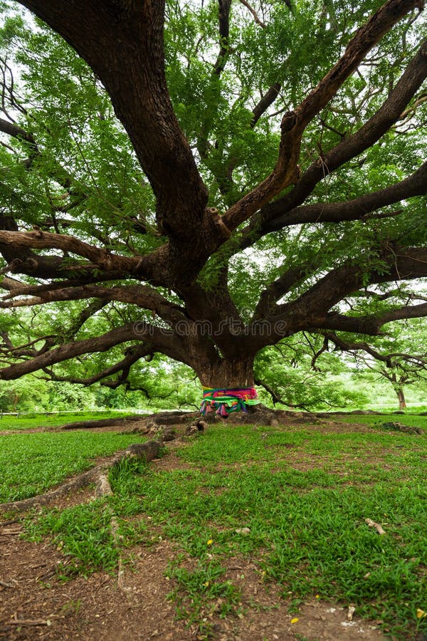 Giant Tree; Thailand stock image. Image of buddhism, landscape - 59054243