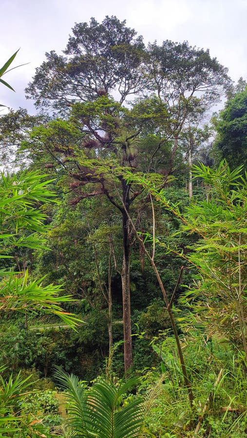 A Giant Tree Towering High in a Forest Stock Photo - Image of green ...
