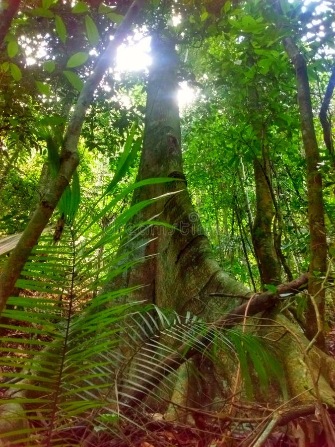 Giant tree stock image. Image of giant, atlantic, tree - 91866487