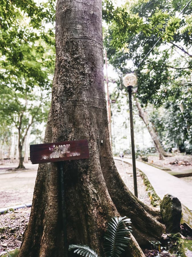 Giant Tree Trunk in the Rainforest Garden in Malaysia Editorial Stock ...