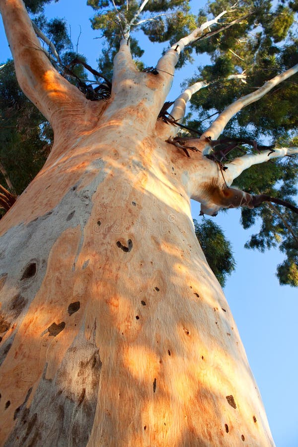 Giant tree trunk rising up stock image. Image of outdoors - 23567237