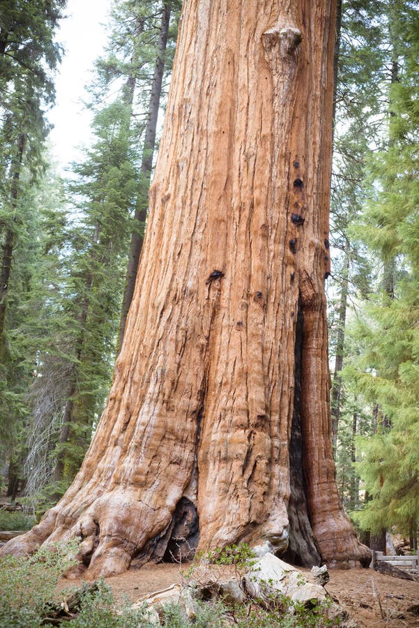 Giant Tree stock photo. Image of redwood, giganteum, bark - 30652288
