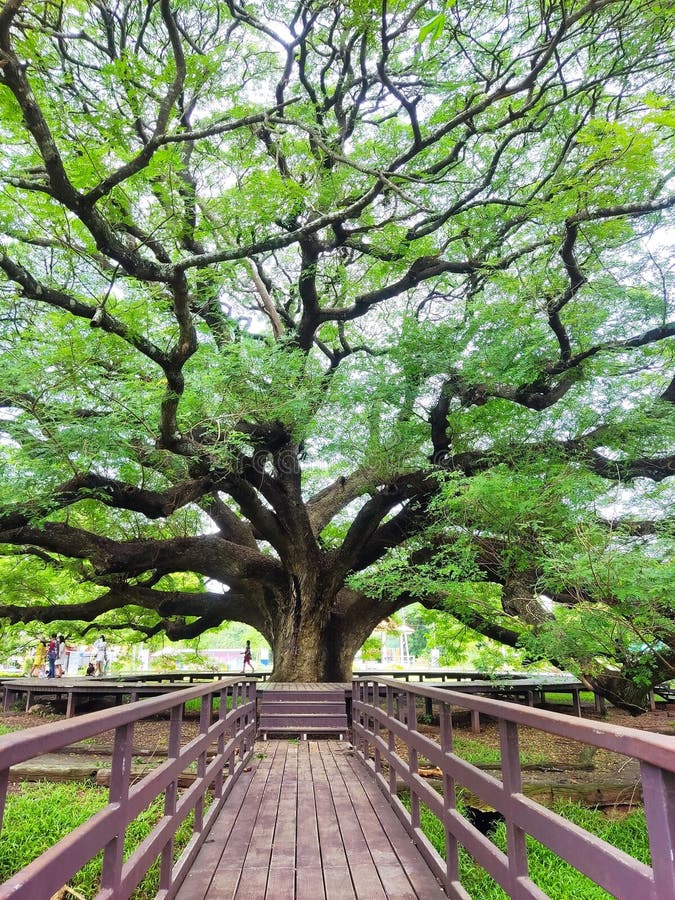 Giant tree, 100 years old stock image. Image of garden - 271448881