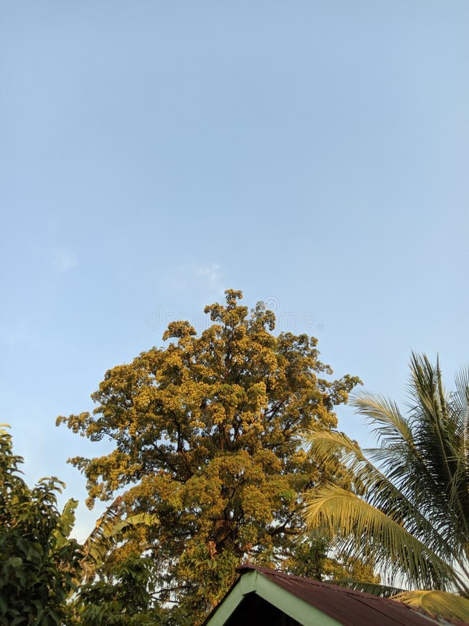 A Giant Tree with Yellow Leaves and a Backdrop of Clouds and a Clear ...