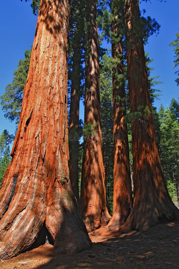 Giant Trees stock image. Image of travel, nature, forest - 12718537