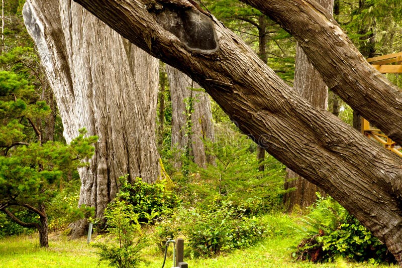 Giant trees stock image. Image of large, abstract, huge - 22001103