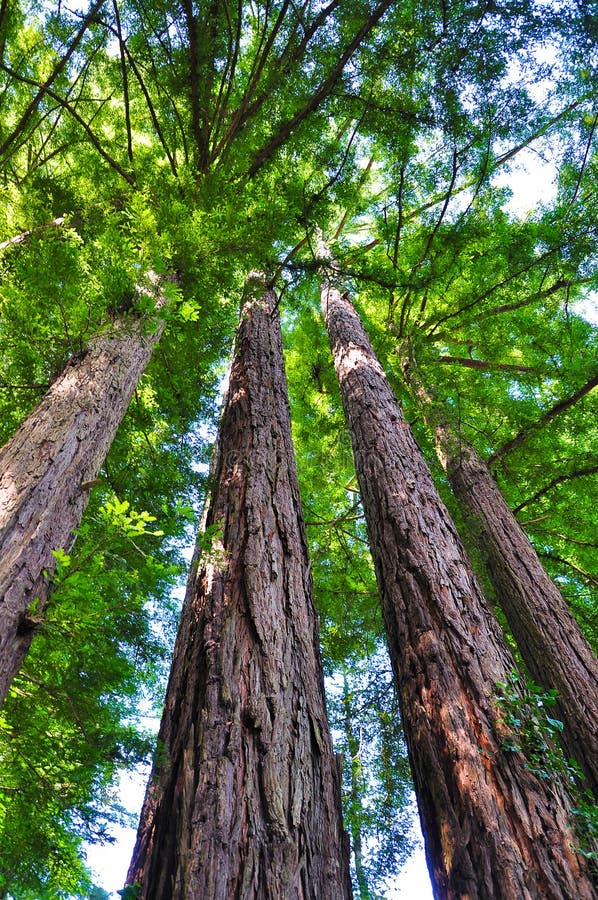 Giant Trees stock photo. Image of nature, giant, trees - 22511138