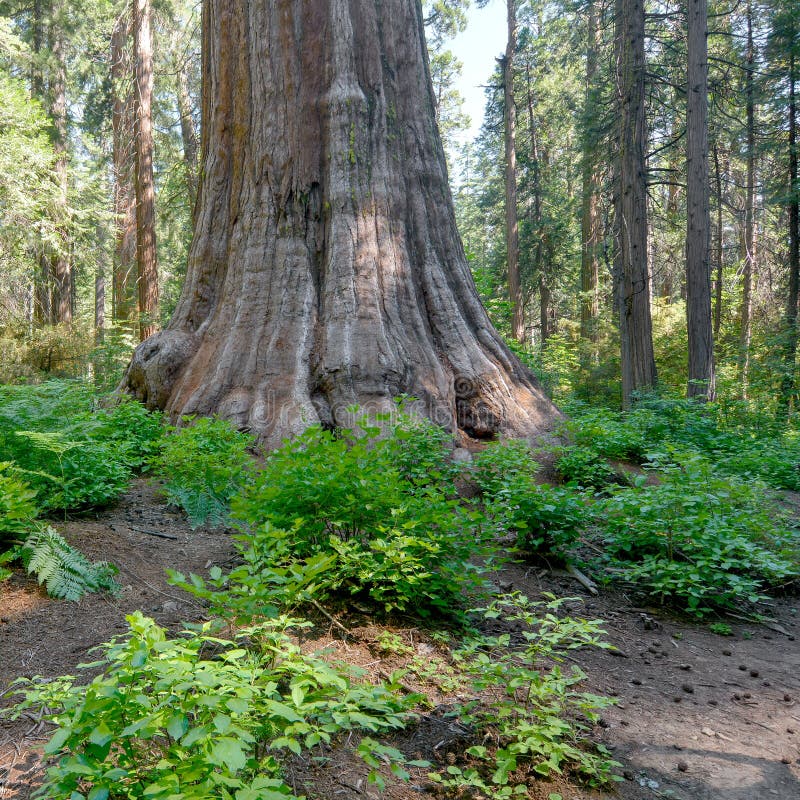 Giant trees stock photo. Image of nevada, sierras, horizontal - 95362246