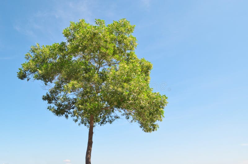 Giant trees with blue sky stock photo. Image of blue - 214976062