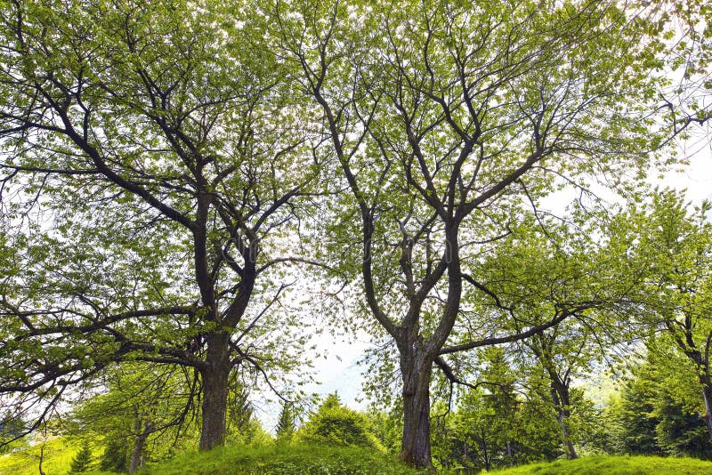 Giant trees stock image. Image of green, scenario, growth - 95645035