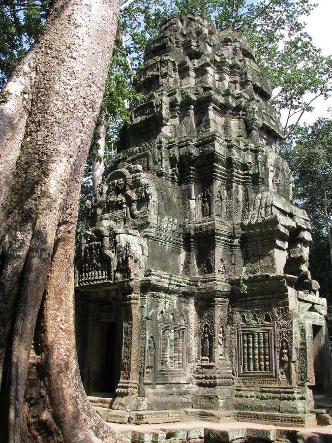 Angkor Wat Giant Trees