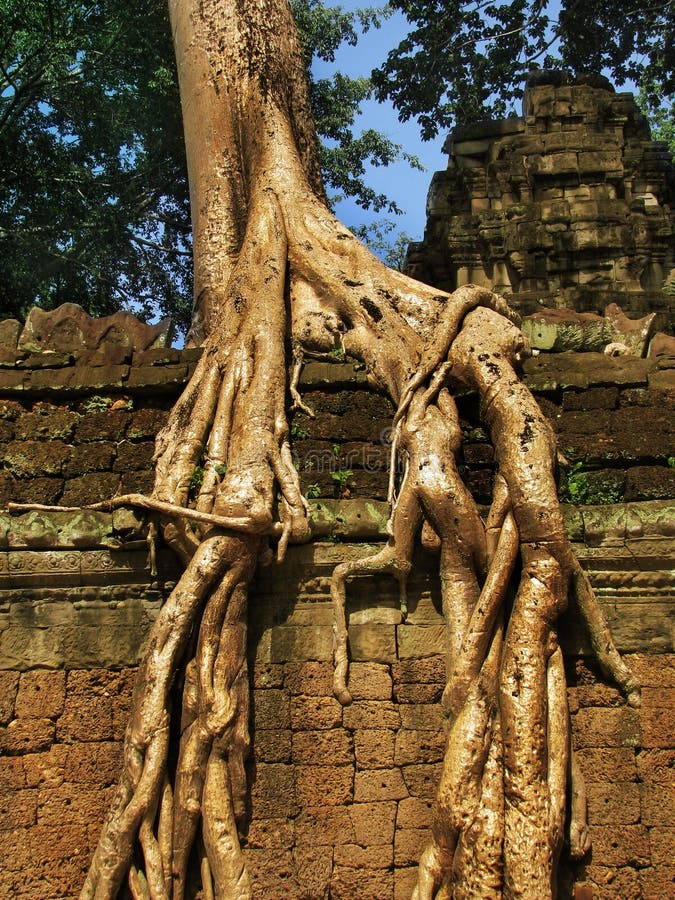 Giant Trees Covering the Old Temples of Angkor Wat Stock Image - Image ...