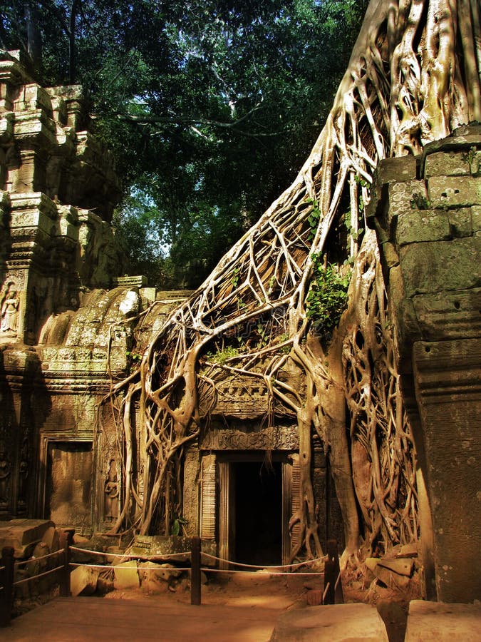 Giant Trees Covering the Old Temples of Angkor Wat Stock Image - Image ...