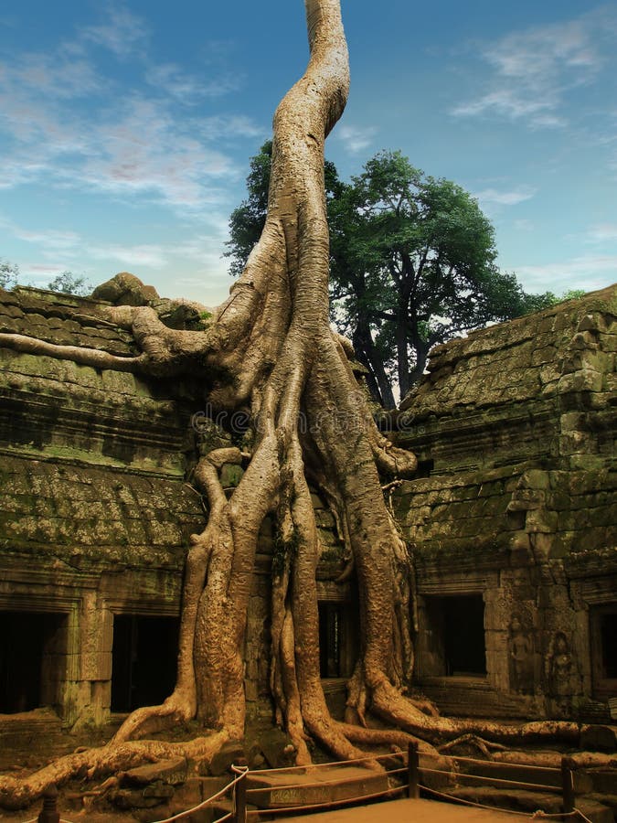 Angkor Wat Giant Trees
