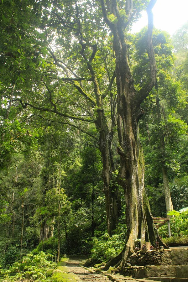 Giant Trees in a Forest, Green Pathway Stock Image - Image of forest ...