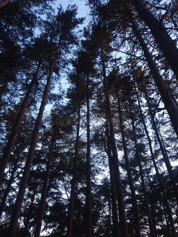 Giant trees forest stock image. Image of impressive - 155122157