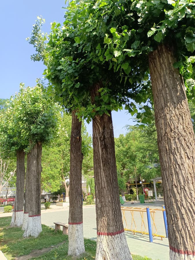 Giant trees stock photo. Image of trunk, leaf, tree - 250183878