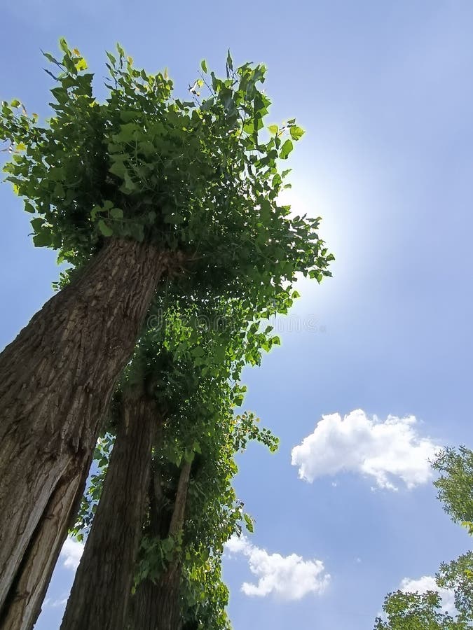 Giant trees stock photo. Image of branch, grass, tree - 250183882
