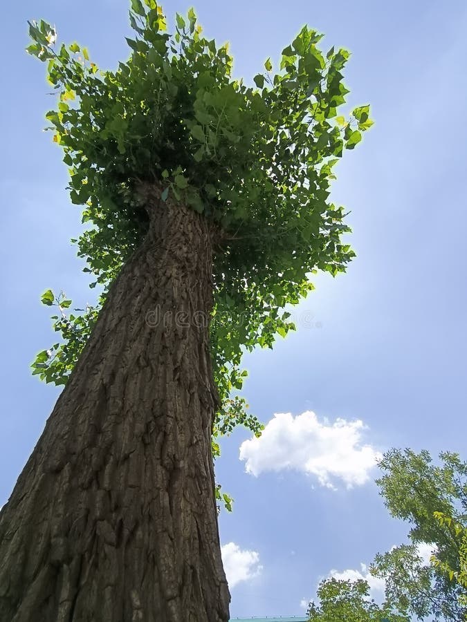 Giant trees stock photo. Image of woodland, forest, flower - 250183884