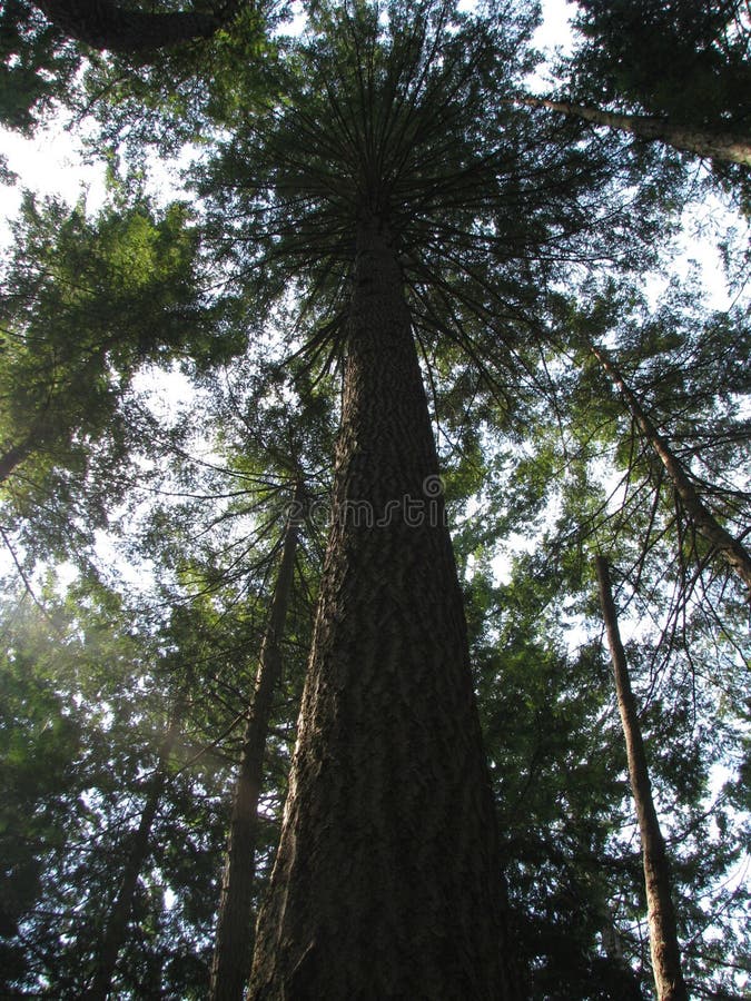 Giant Trees stock photo. Image of proud, giant, offerings - 95039036
