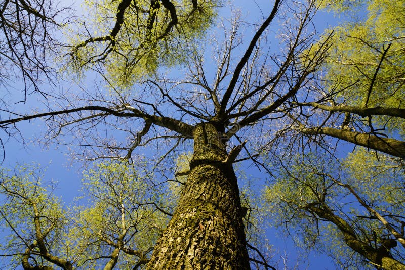 Giant Trees stock photo. Image of rare, autumn, season - 73609130