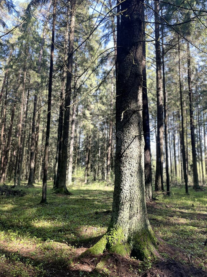 Giant Trees in the Spring Forest Stock Image - Image of color, spring ...