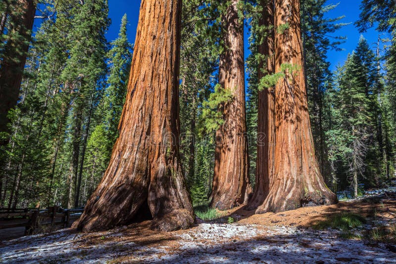 Giant Trees in Yosemite National Park Stock Photo - Image of states ...