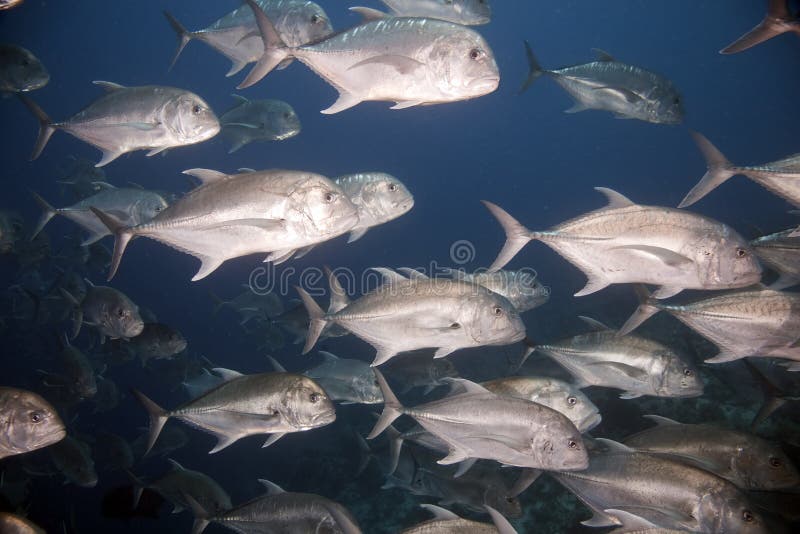 Giant trevally stock image. Image of tropical, fish, animal - 11030441