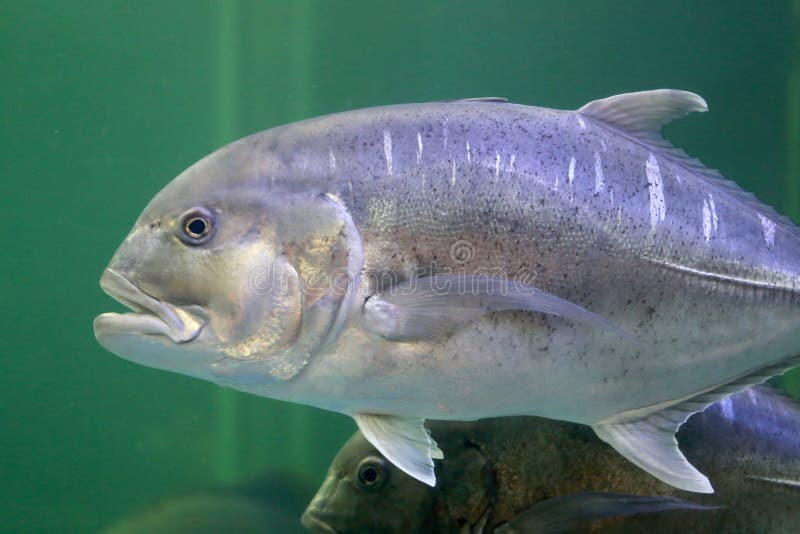 Giant trevally fish. stock image. Image of tropical, fish - 47689497