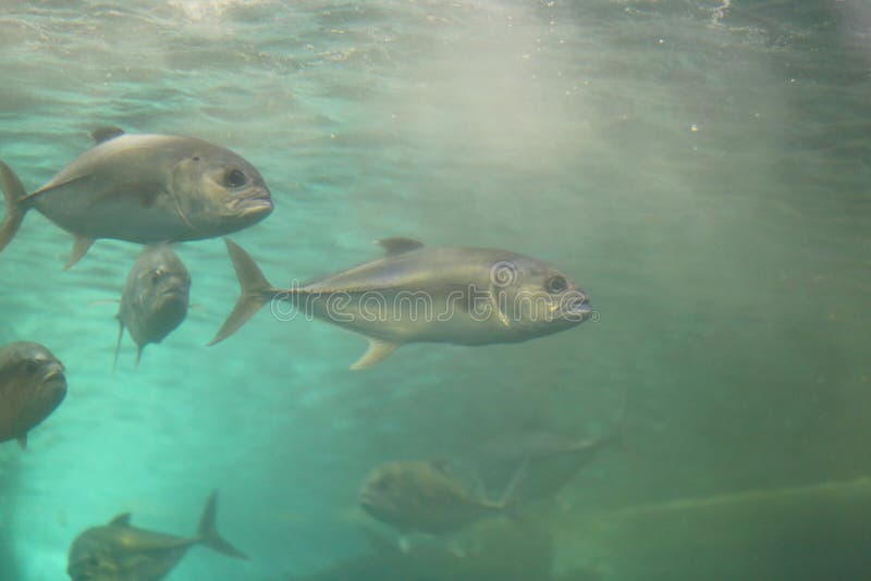 Giant trevally fish. stock image. Image of trevally, bright - 47710435