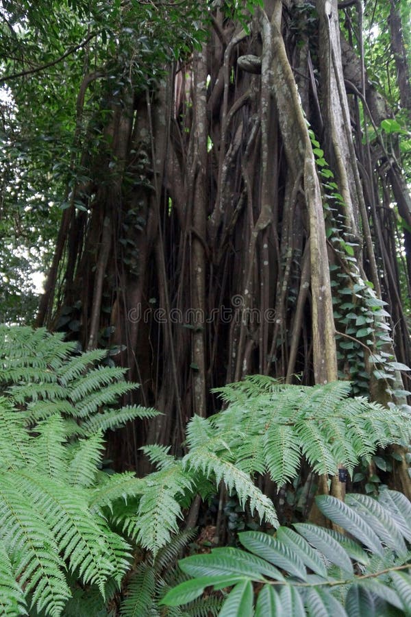 Giant Tropical Tree with Airy Roots Stock Image - Image of huge, life ...