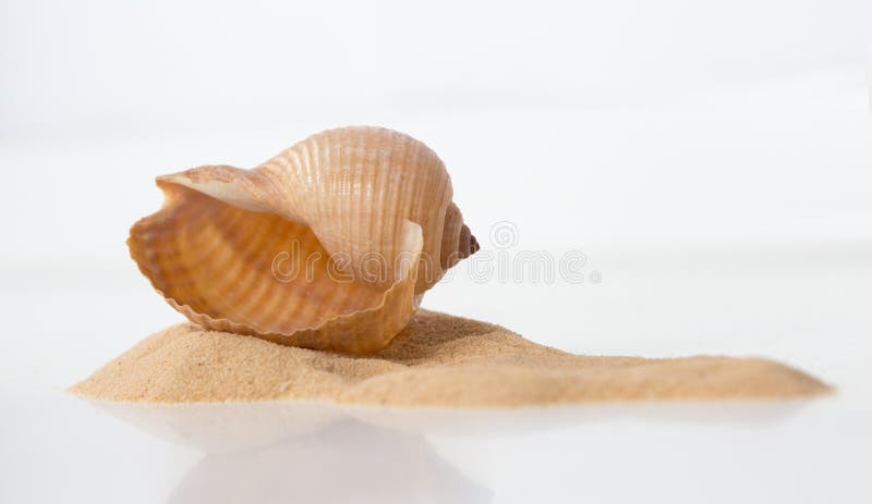 Giant Tun, Tonna Galea, Sea Snail Shell on White Stock Image - Image of ...
