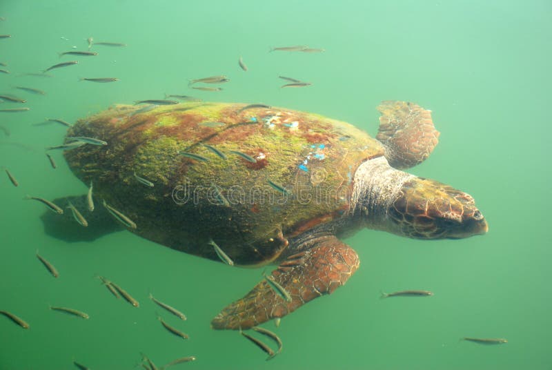 Giant Turtle stock photo. Image of tortoise, ocean, shell - 12464104