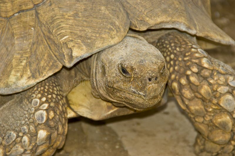 Giant Turtle stock photo. Image of dinosaur, giant, horizontal - 14912988