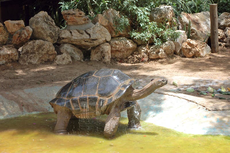 Giant turtle. stock image. Image of endangered, face - 18276289
